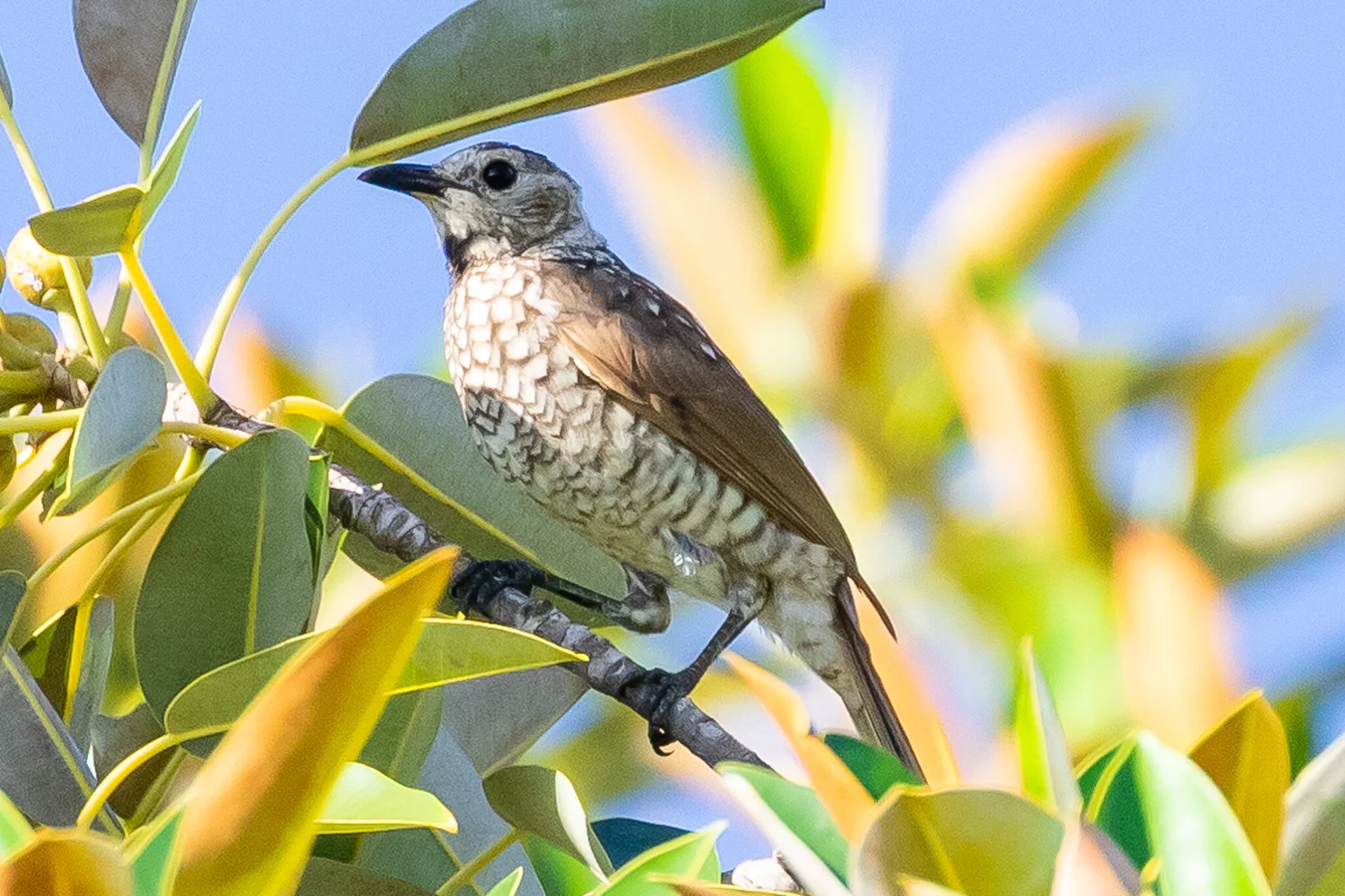 Birds of Australia