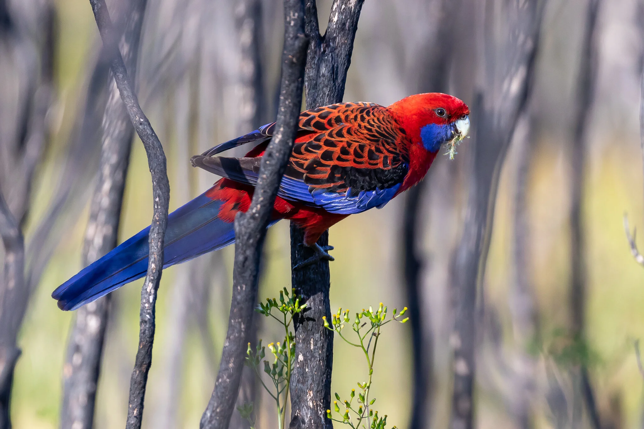 Australian Parrots - Australia's Wonderful Birds