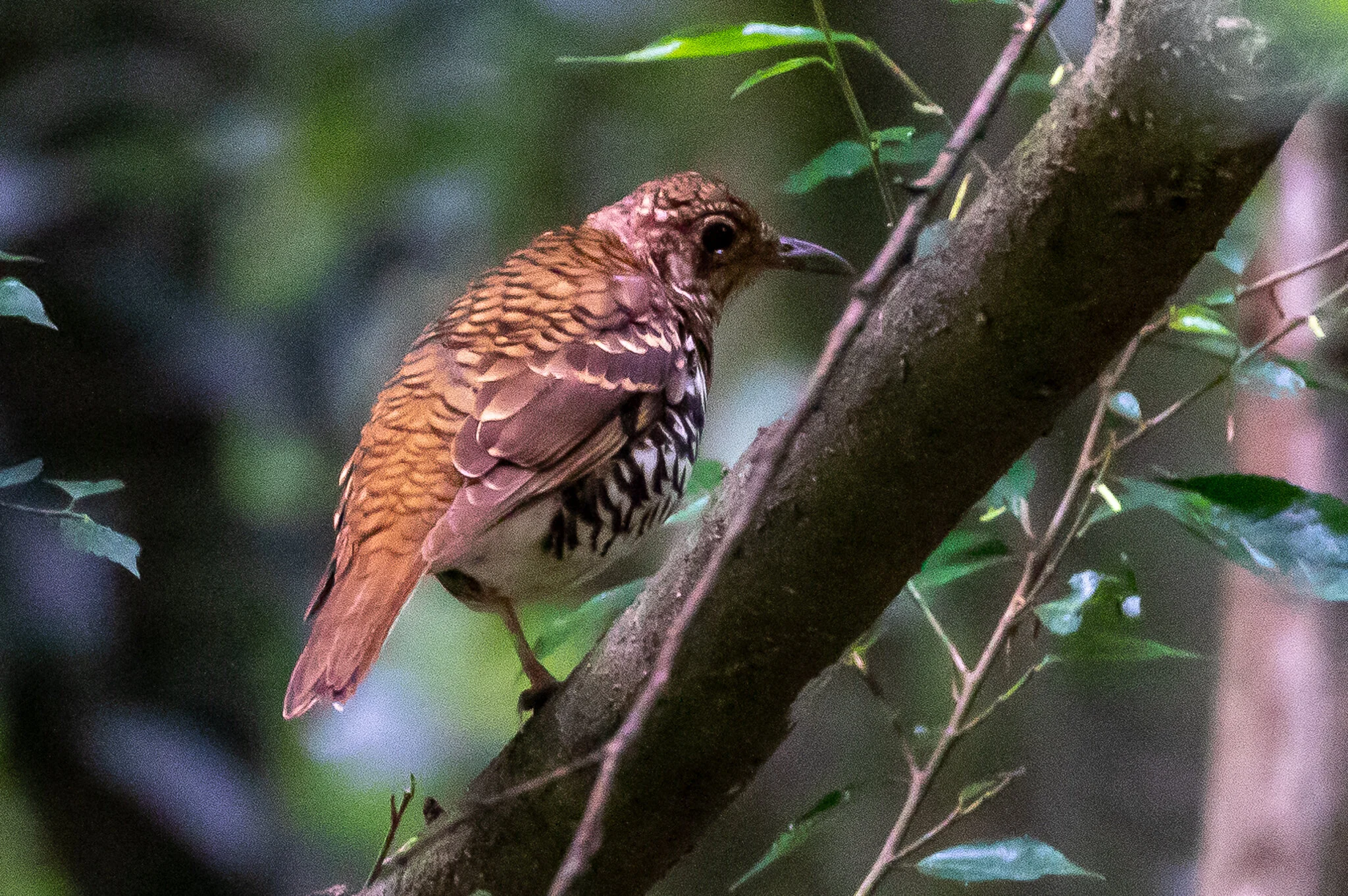 Mid North Coast NSW Birds - Australia's Wonderful Birds