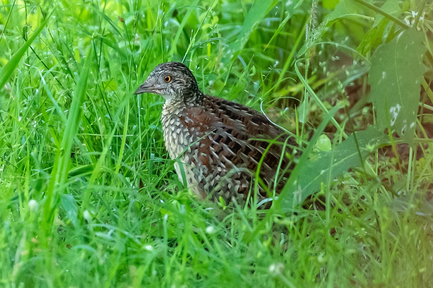 Birds of Australia