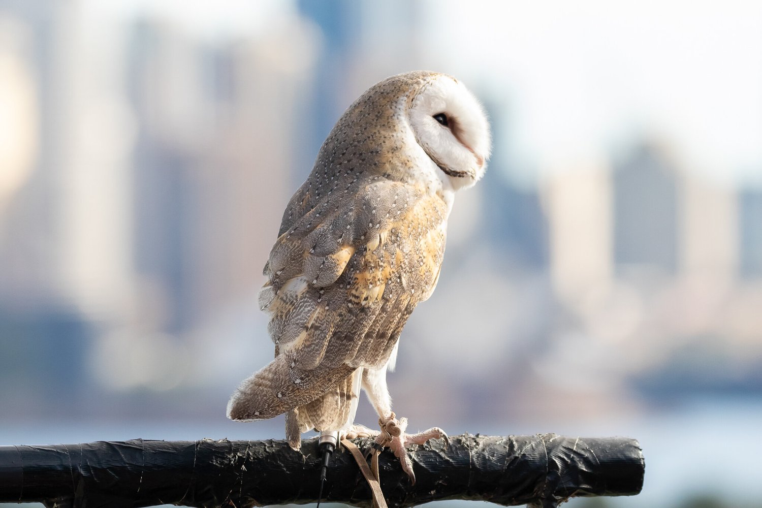 Birds of Australia