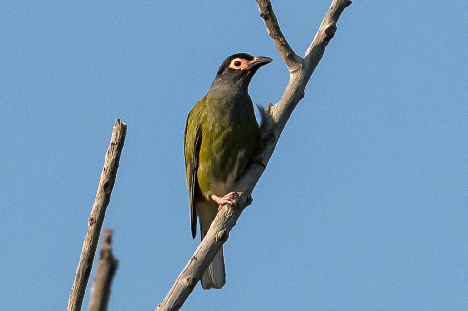 Mid North Coast NSW Birds - Australia's Wonderful Birds