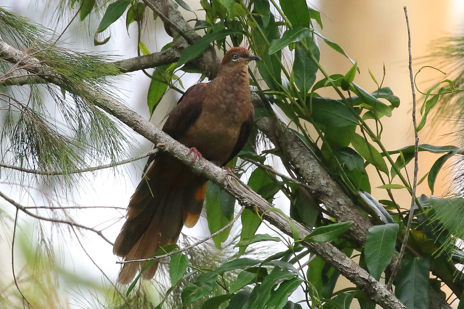 Mid North Coast NSW Birds - Australia's Wonderful Birds
