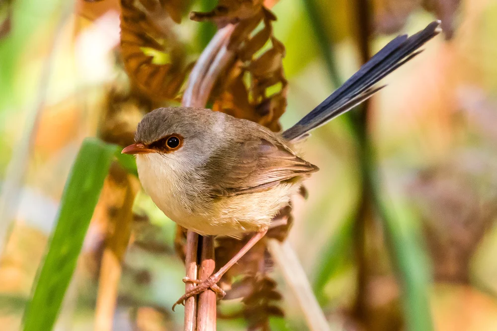 Mid North Coast NSW Birds - Australia's Wonderful Birds