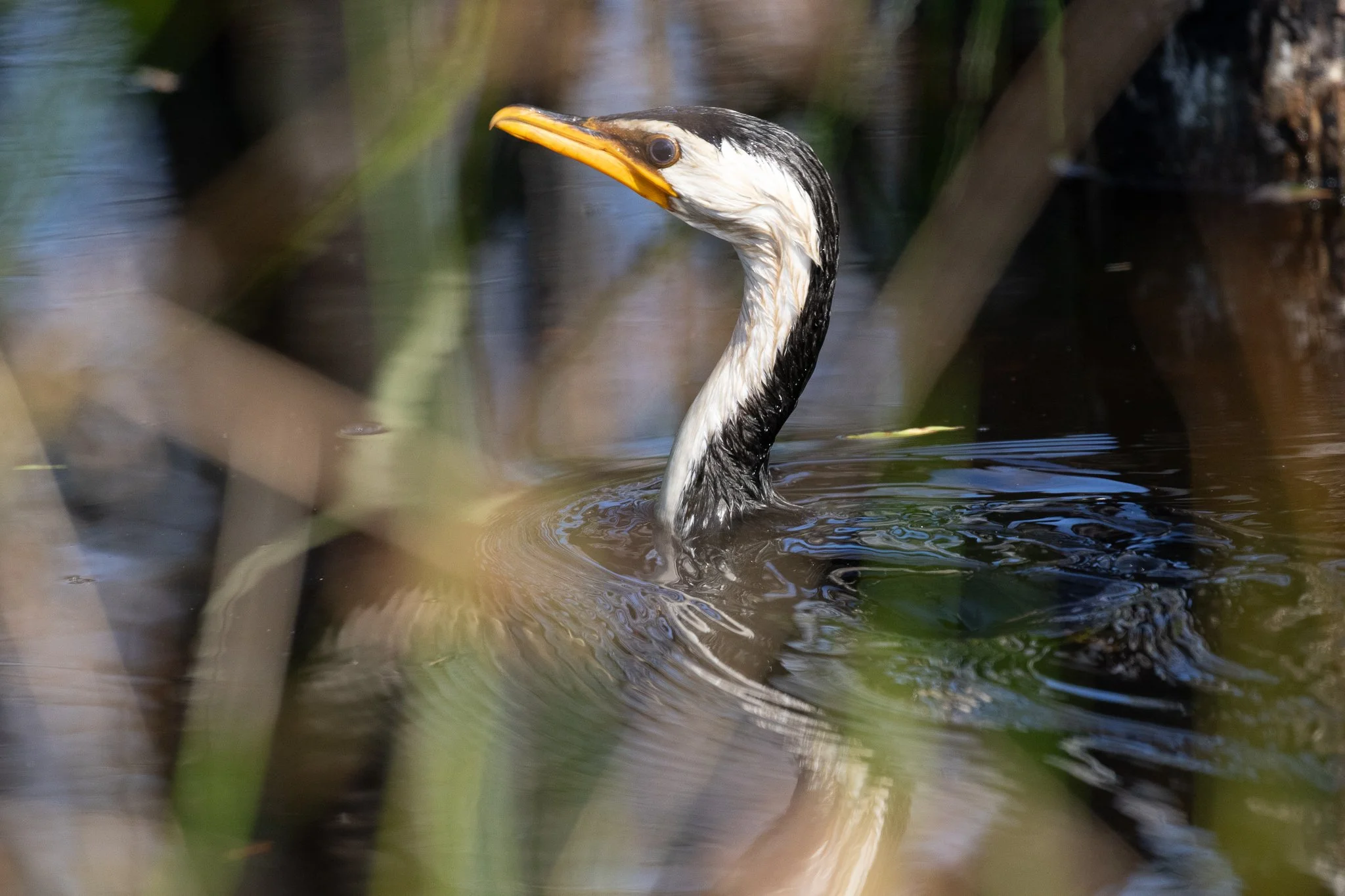 Byron Bay Wetlands - Australia's Wonderful Birds
