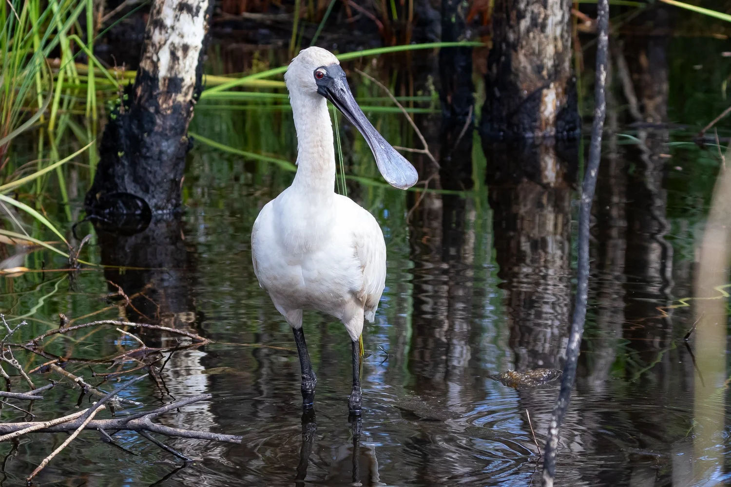 Byron Bay Wetlands - Australia's Wonderful Birds