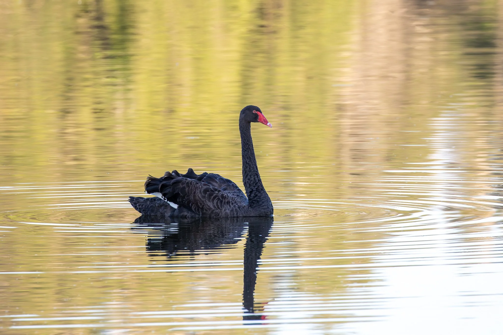 Blog - Australia's Wonderful Birds