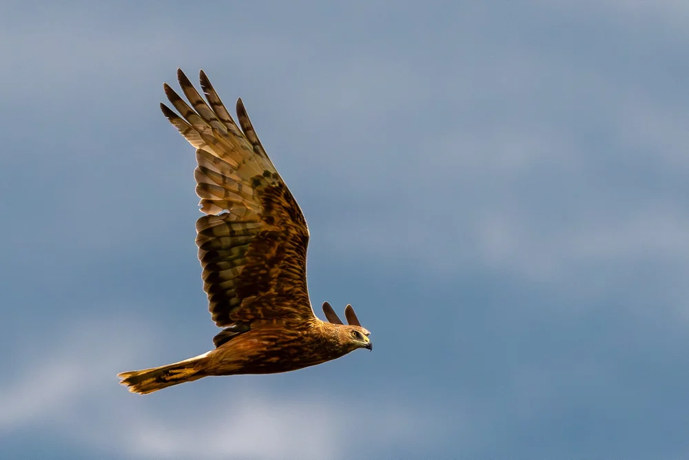 Australian Raptors - Australia's Wonderful Birds