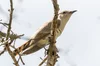 Australian Cuckoos - Australia's Wonderful Birds