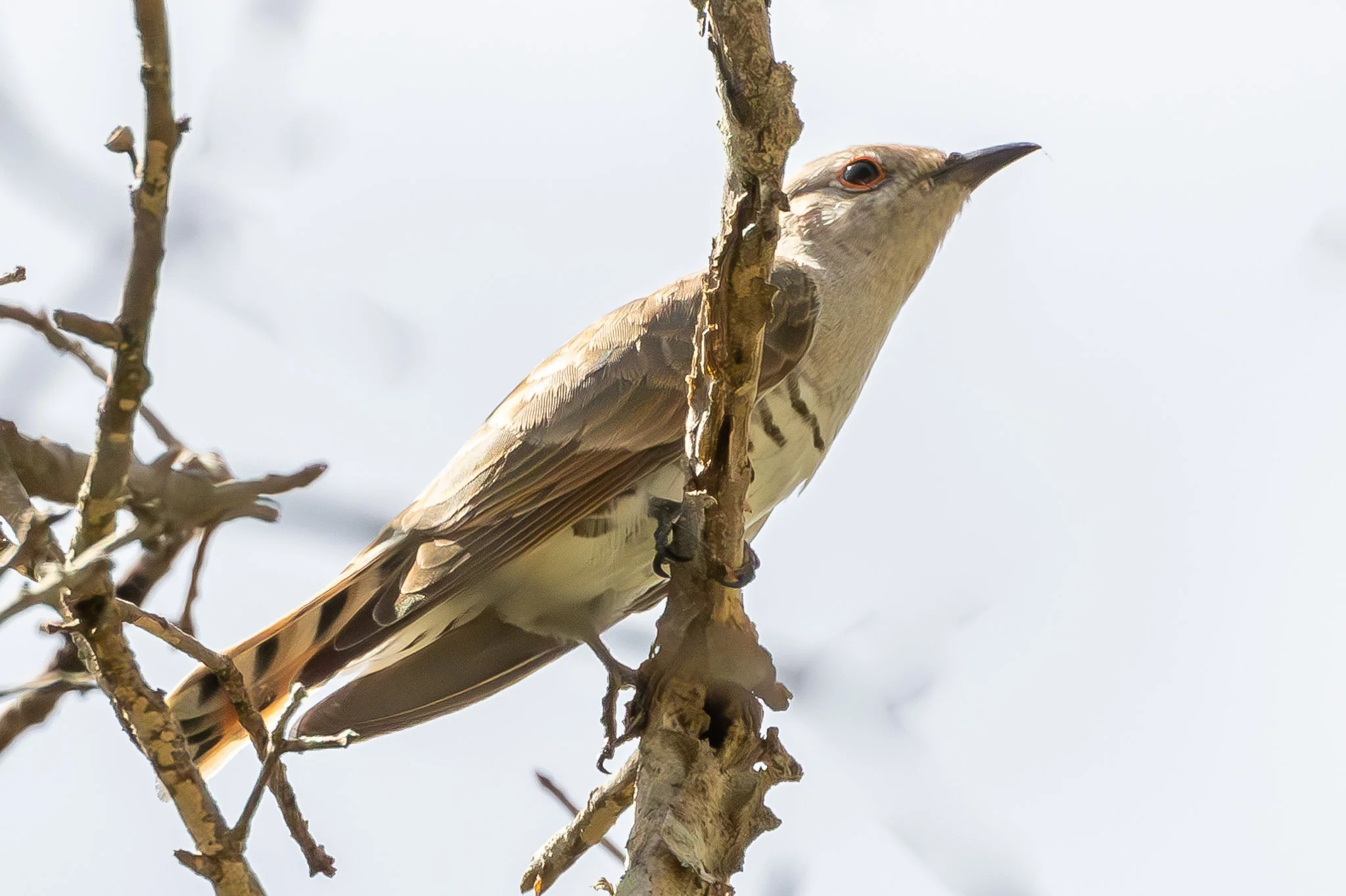 Australian Cuckoos - Australia's Wonderful Birds