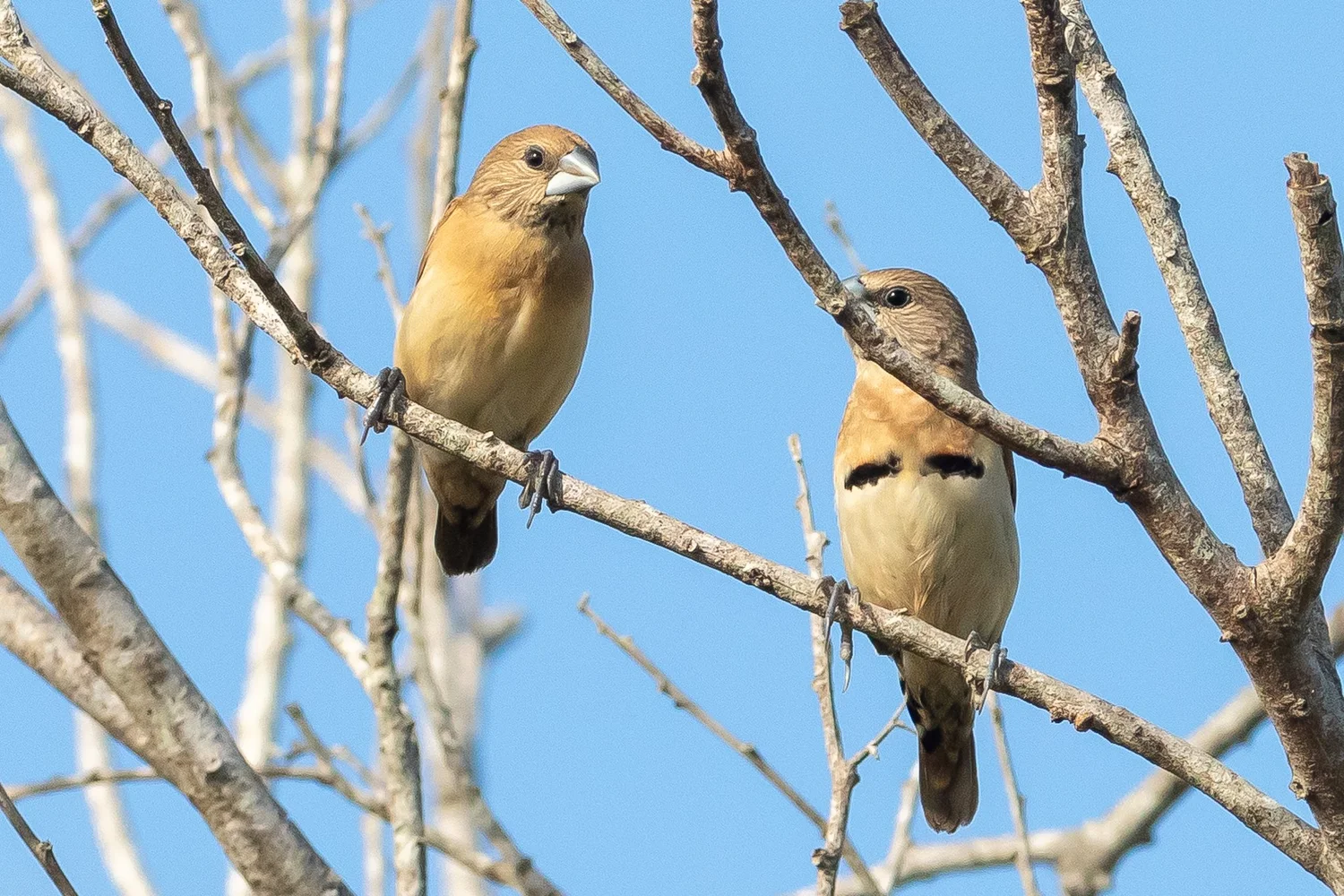 Blog - Australia's Wonderful Birds