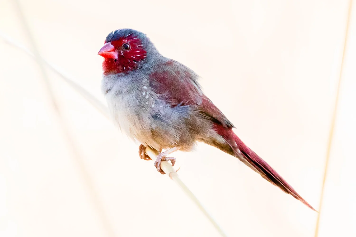 Australian Finches - Australia's Wonderful Birds