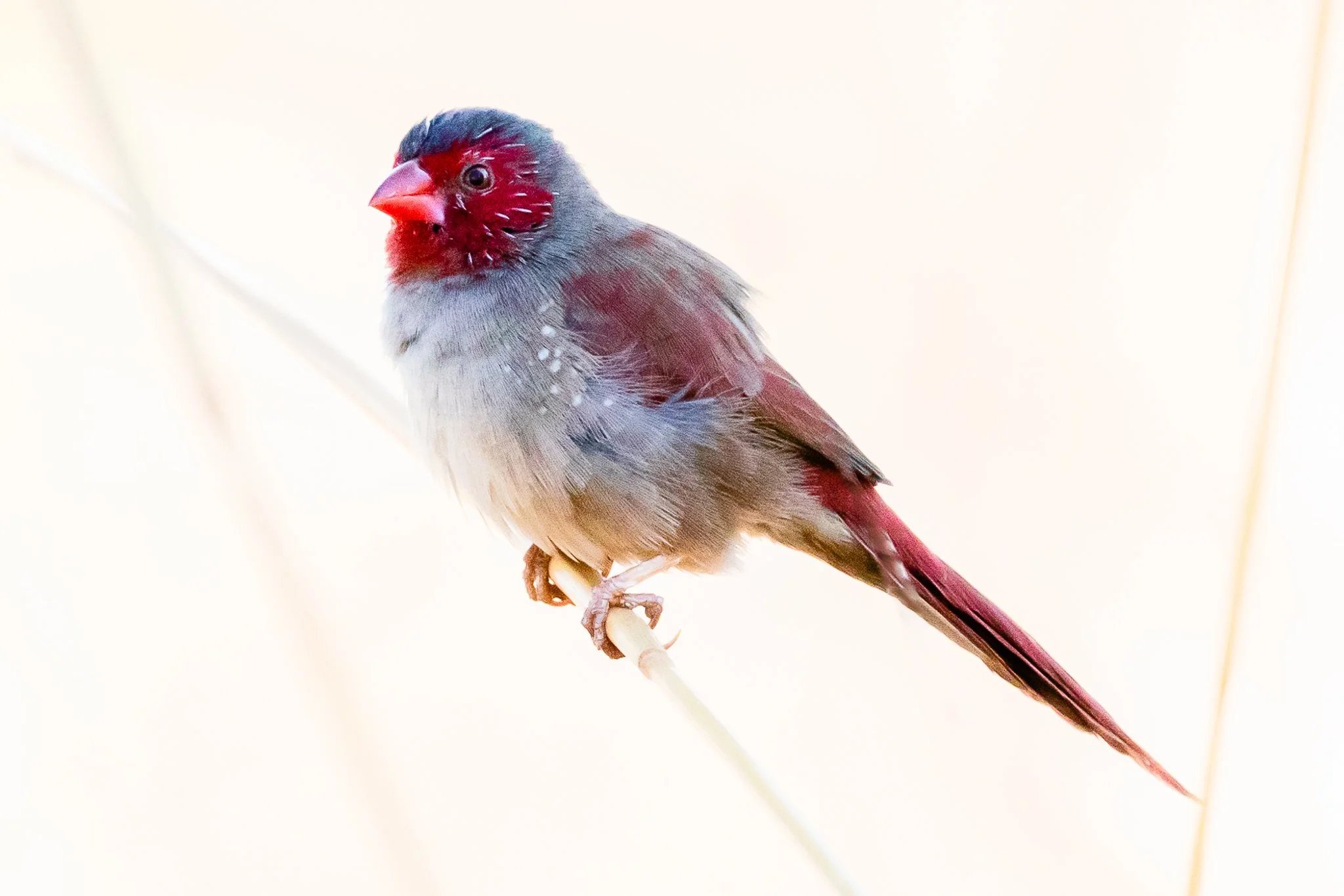 Australian Finches - Australia's Wonderful Birds