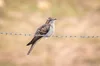 Australian Cuckoos - Australia's Wonderful Birds