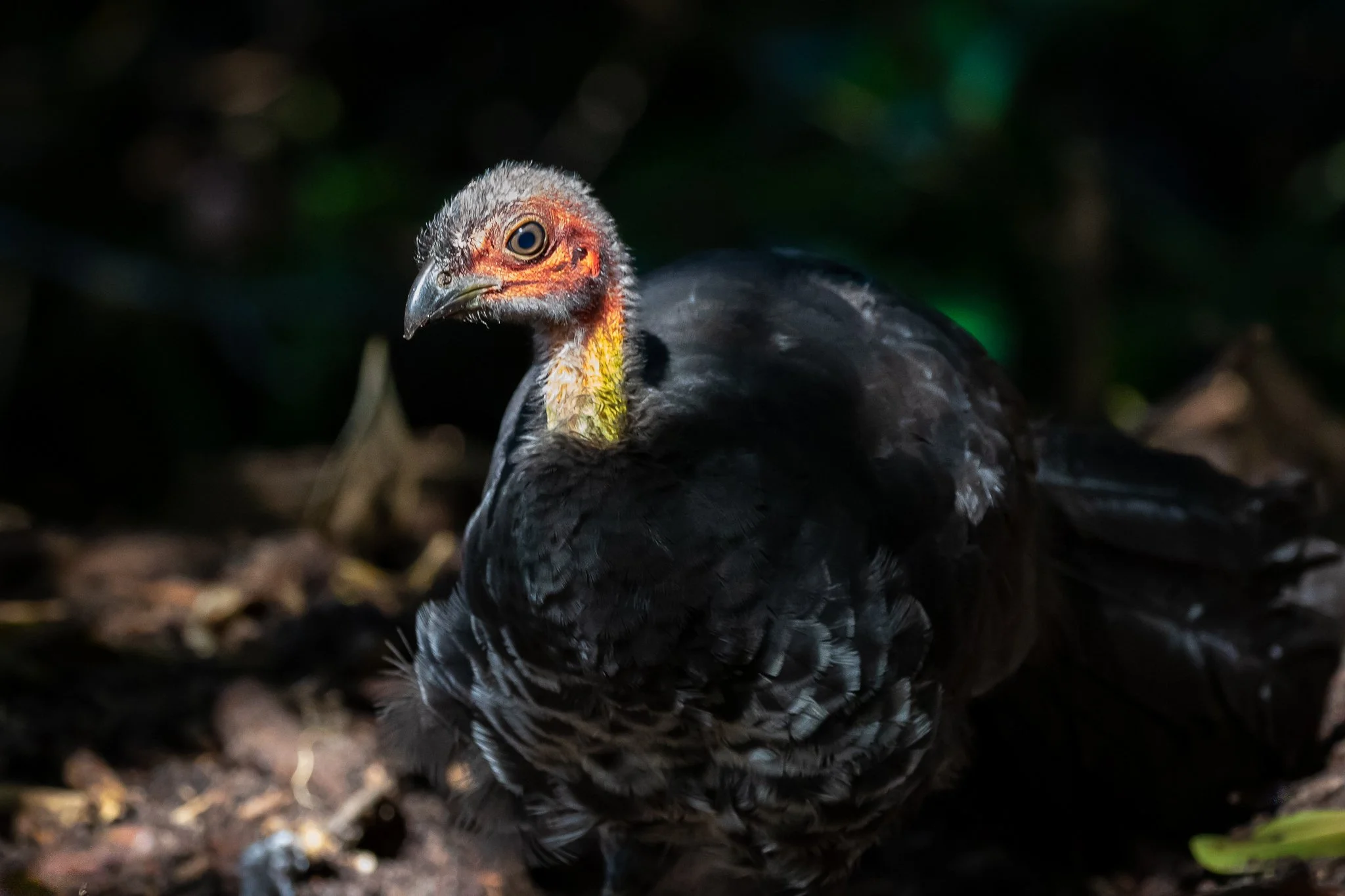 New South Wales Birds - Australia's Wonderful Birds