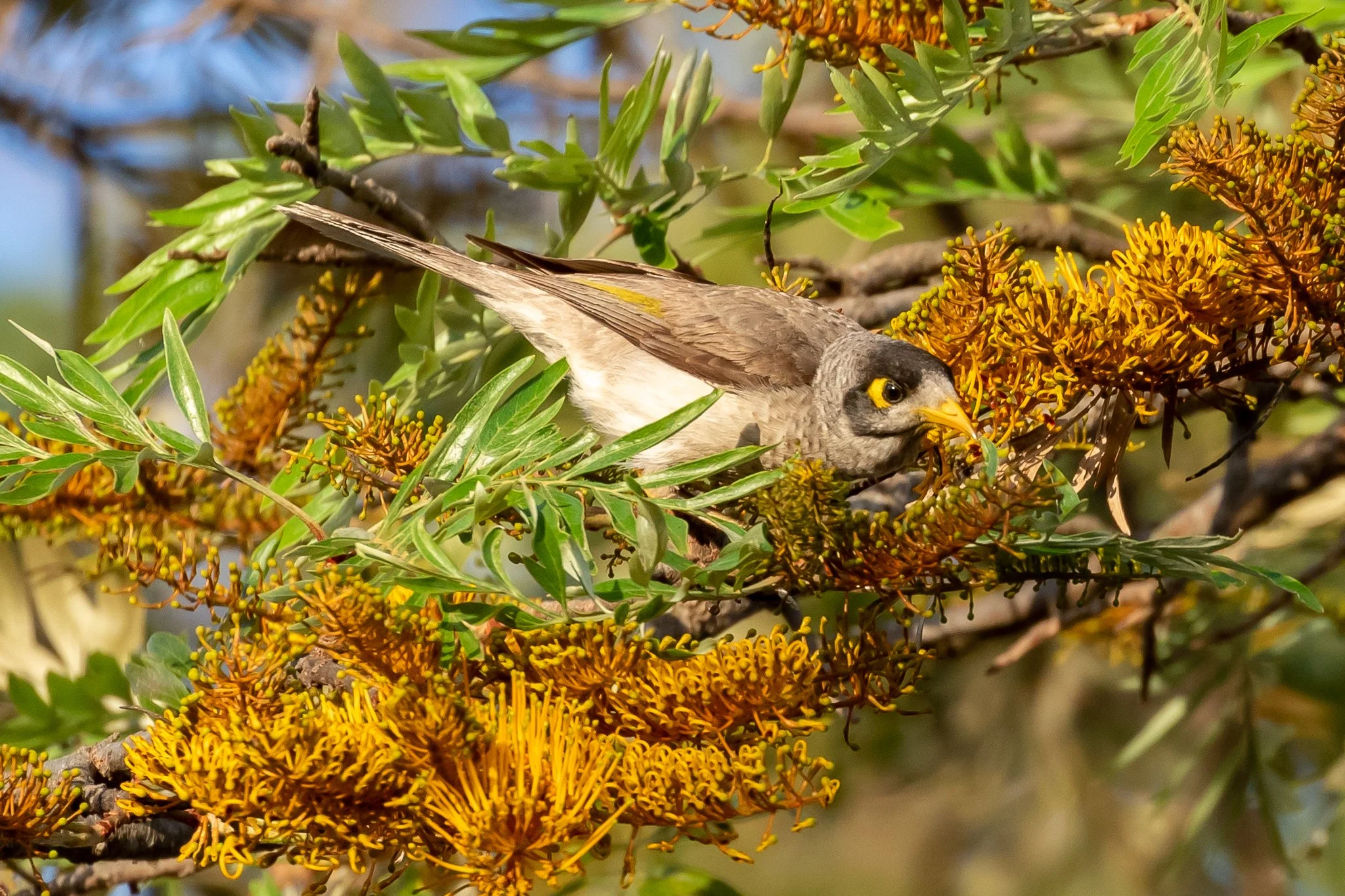 Brisbane Queensland - Australia's Wonderful Birds