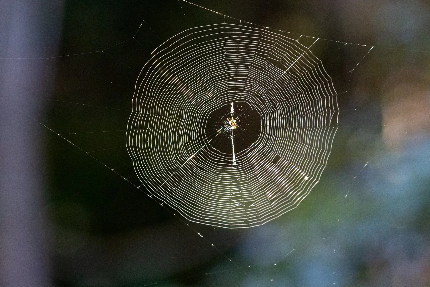 Blog - Australia's Wonderful Birds