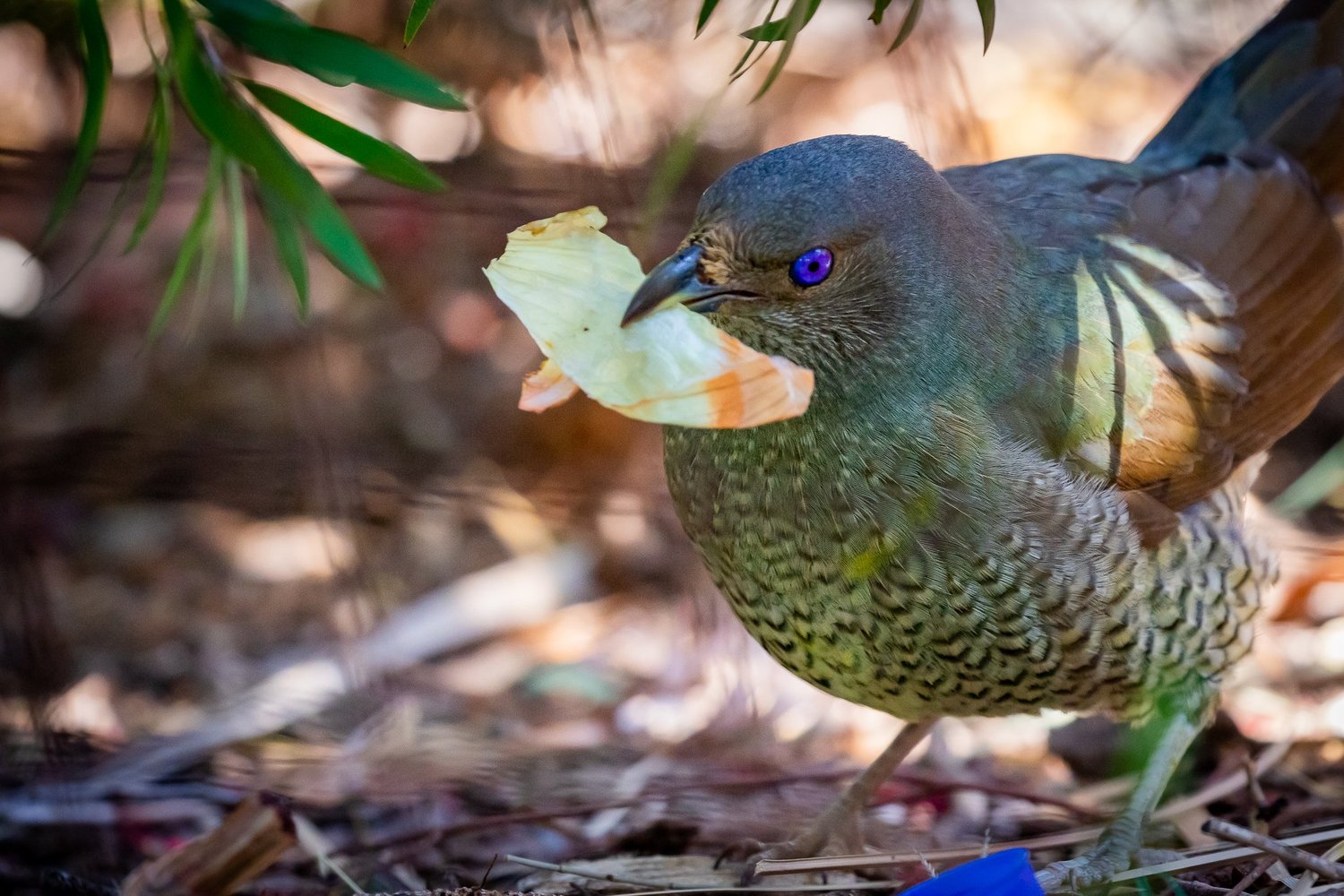 Australian Birds of the Rainforest - Australia's Wonderful Birds