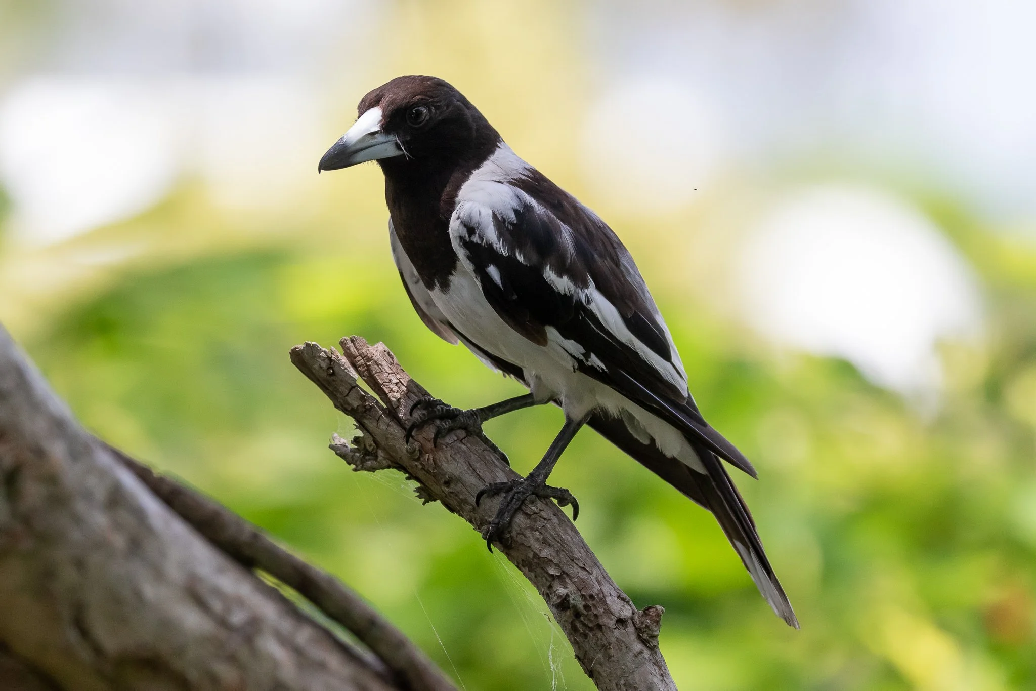 Brisbane Queensland - Australia's Wonderful Birds