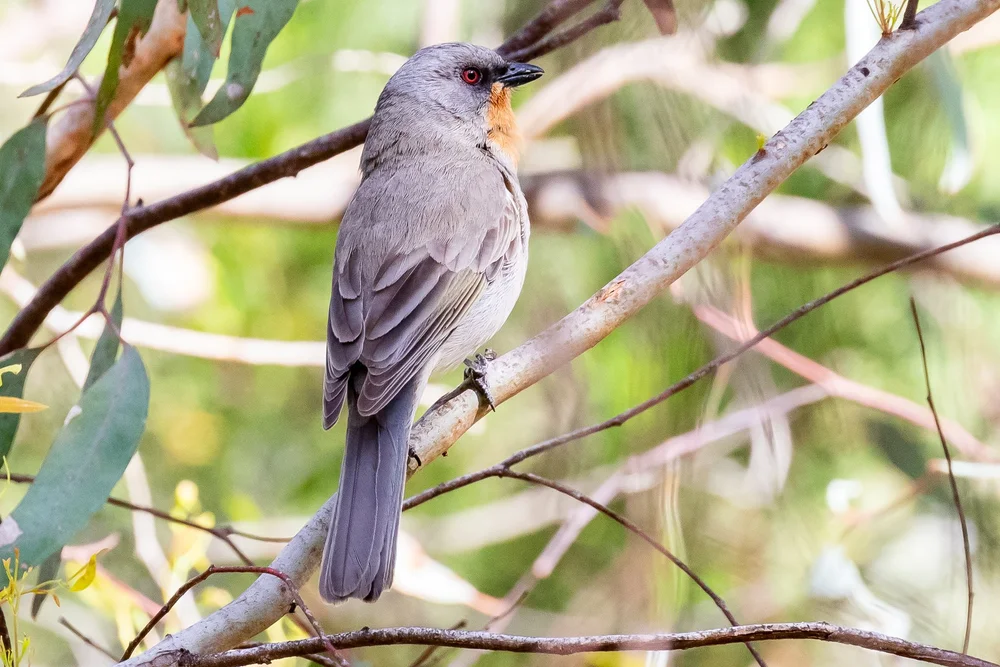 Cowra NSW Birds - Australia's Wonderful Birds