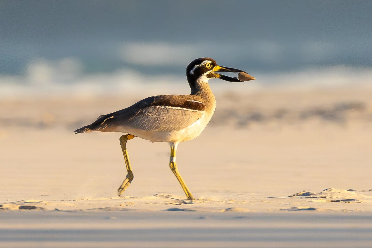 Birds of Australia