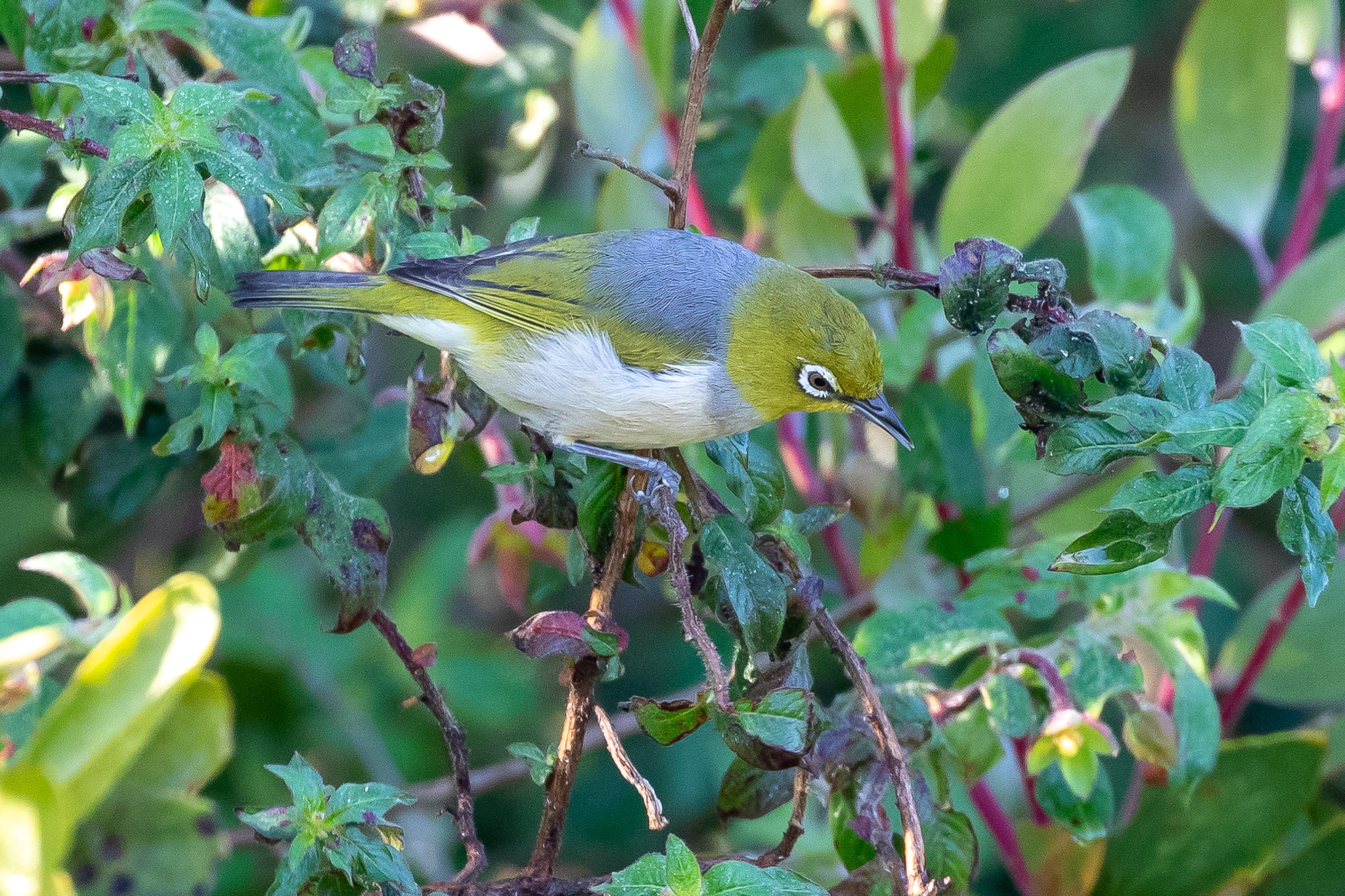 Silvereye — Blog - Australia's Wonderful Birds
