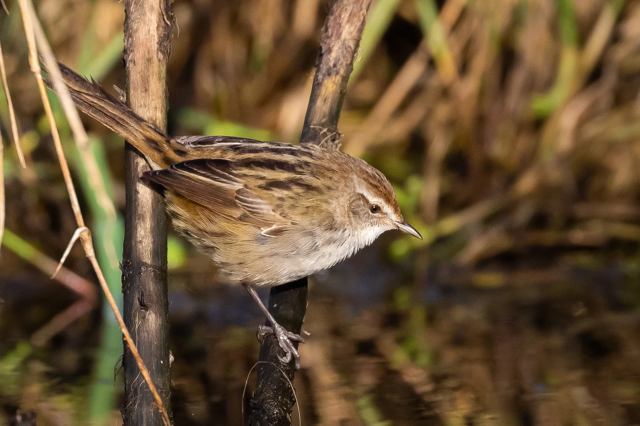 Northern Rivers NSW - Australia's Wonderful Birds