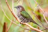 Australian Cuckoos - Australia's Wonderful Birds