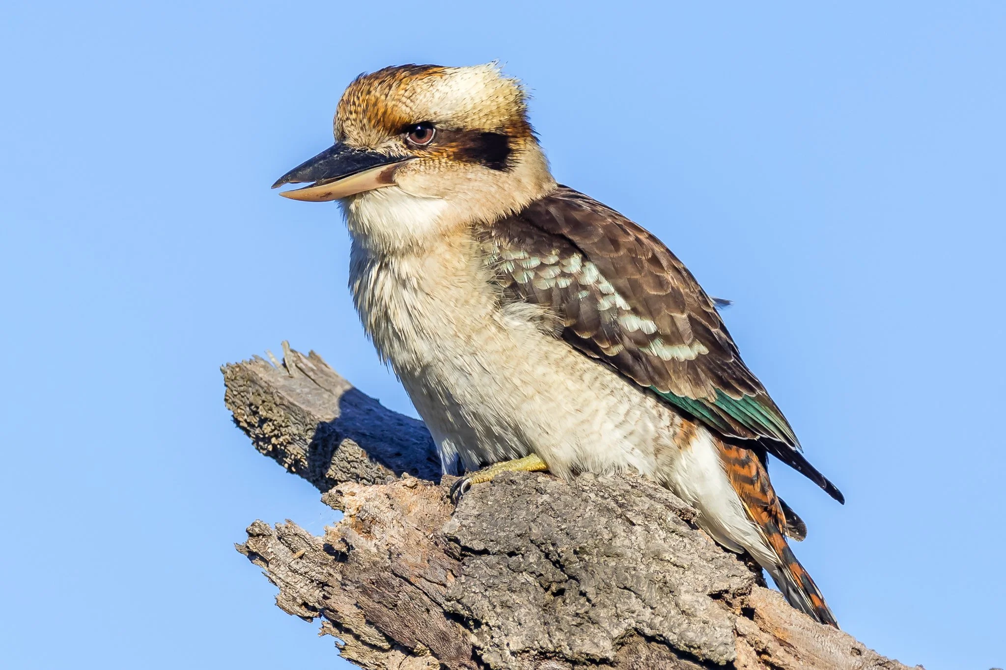 Australian Kingfishers - Australia's Wonderful Birds
