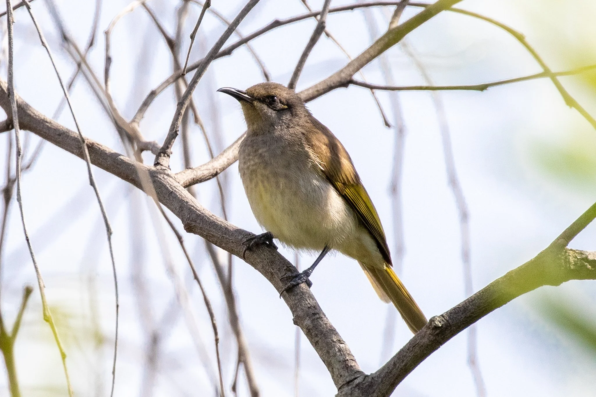 Birds of Australia