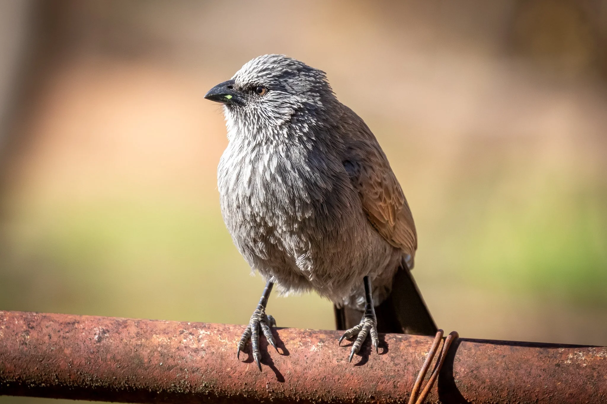 Cowra NSW Birds - Australia's Wonderful Birds