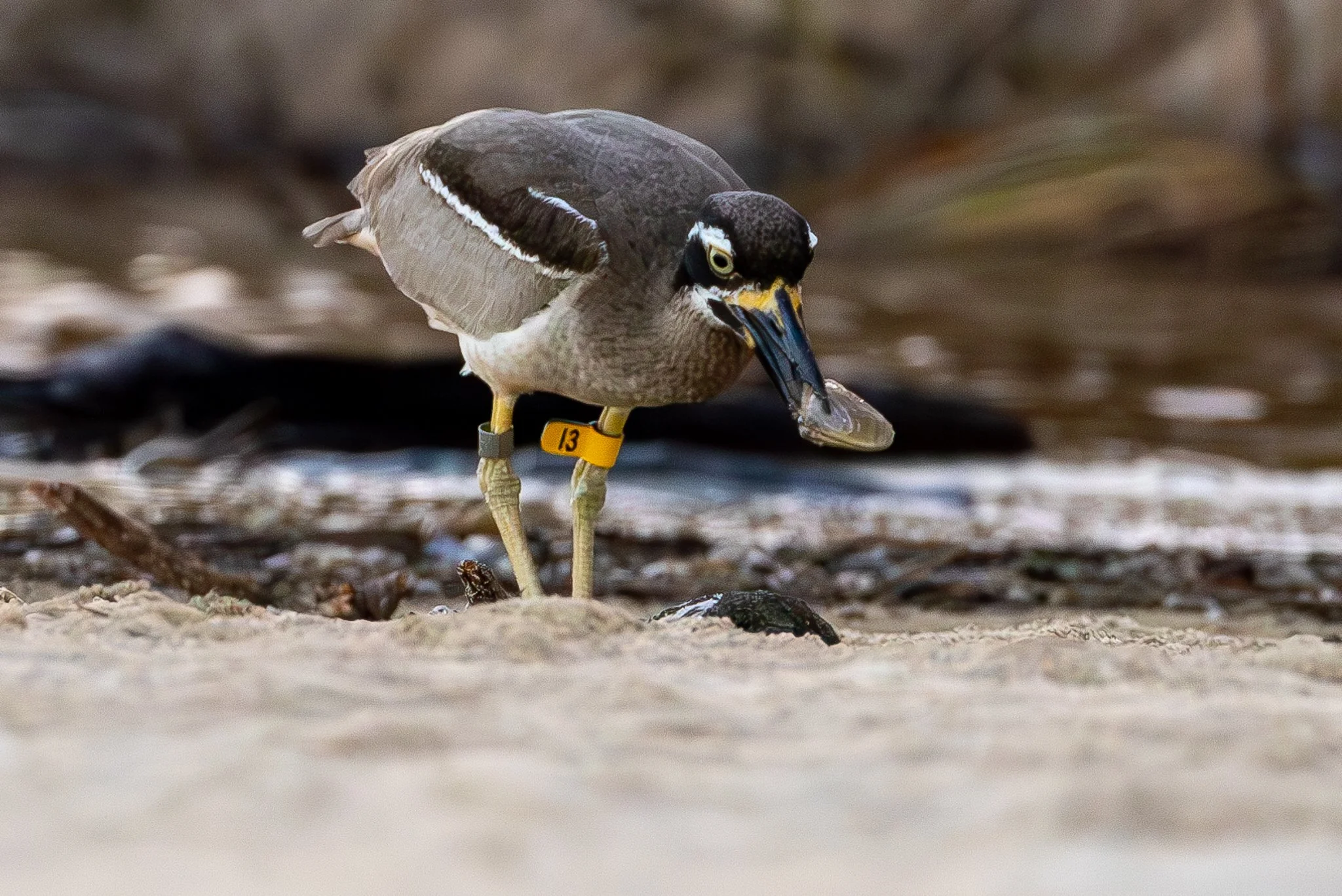 Birds of Australia
