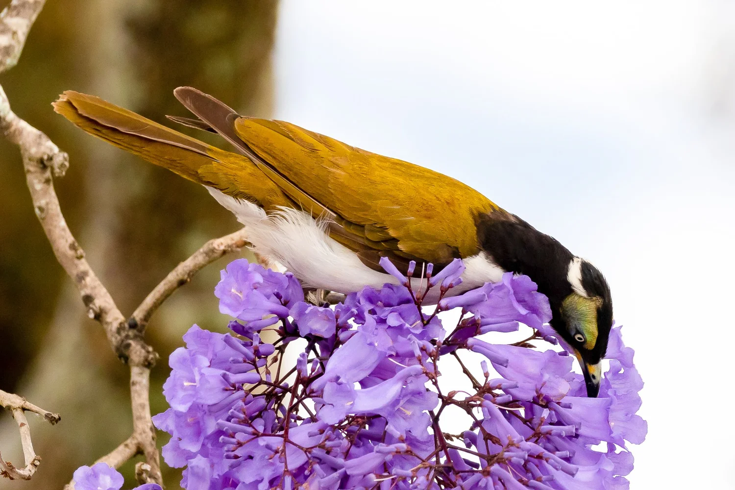 Mid North Coast NSW Birds - Australia's Wonderful Birds