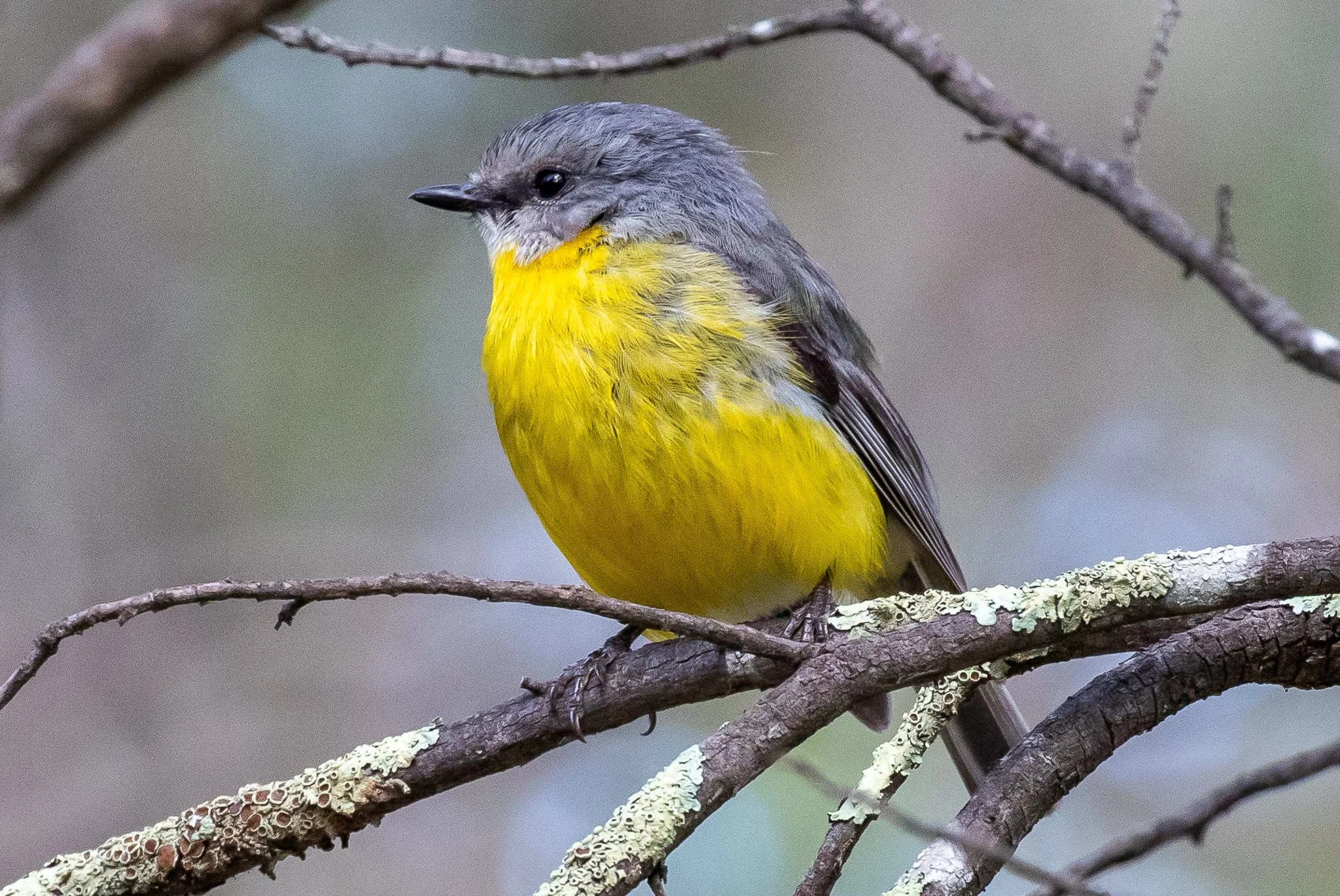 Birds of Australia