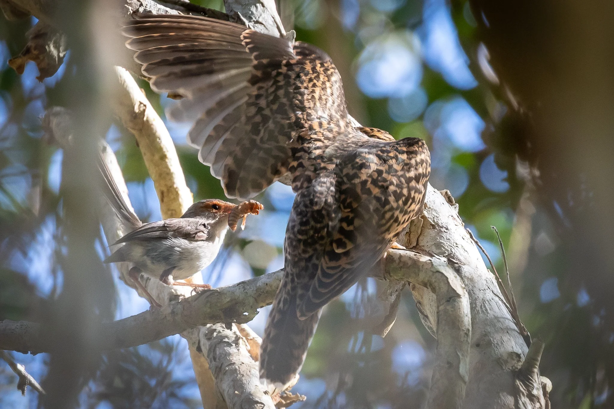 Australian Cuckoos - Australia's Wonderful Birds