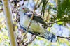 Australian Cuckoos - Australia's Wonderful Birds