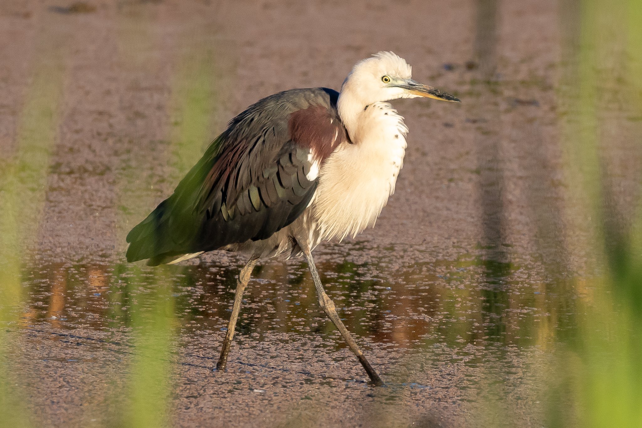 Byron Bay Wetlands - Australia's Wonderful Birds