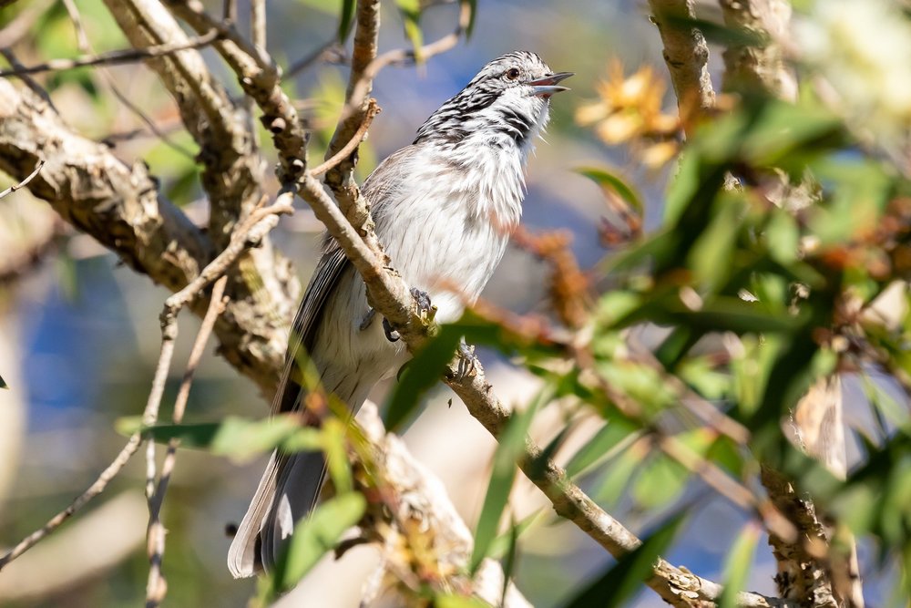 Birds of Australia