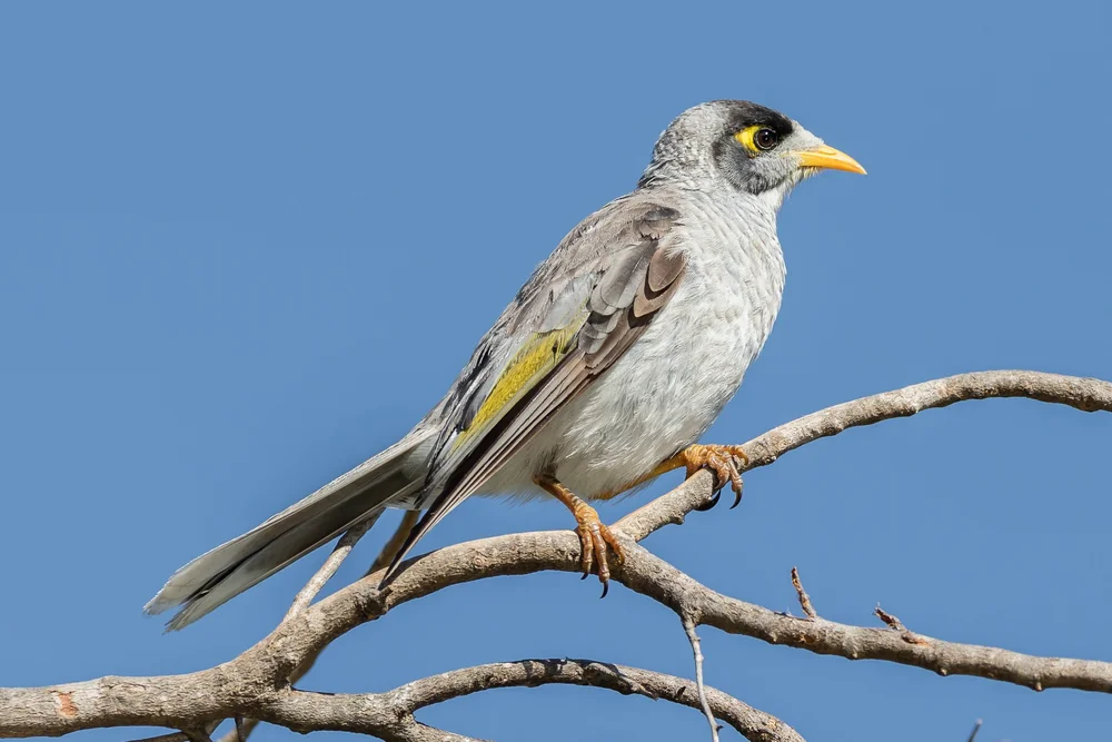 Australian Honeyeaters - Australia's Wonderful Birds