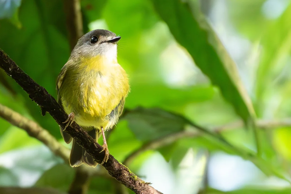 Australian Robins - Australia's Wonderful Birds