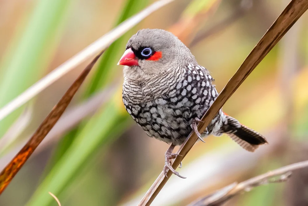 Australian Birds