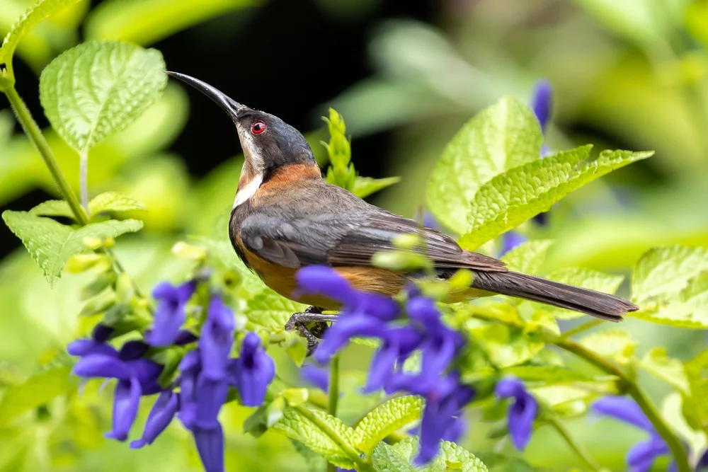 Birds of Australia