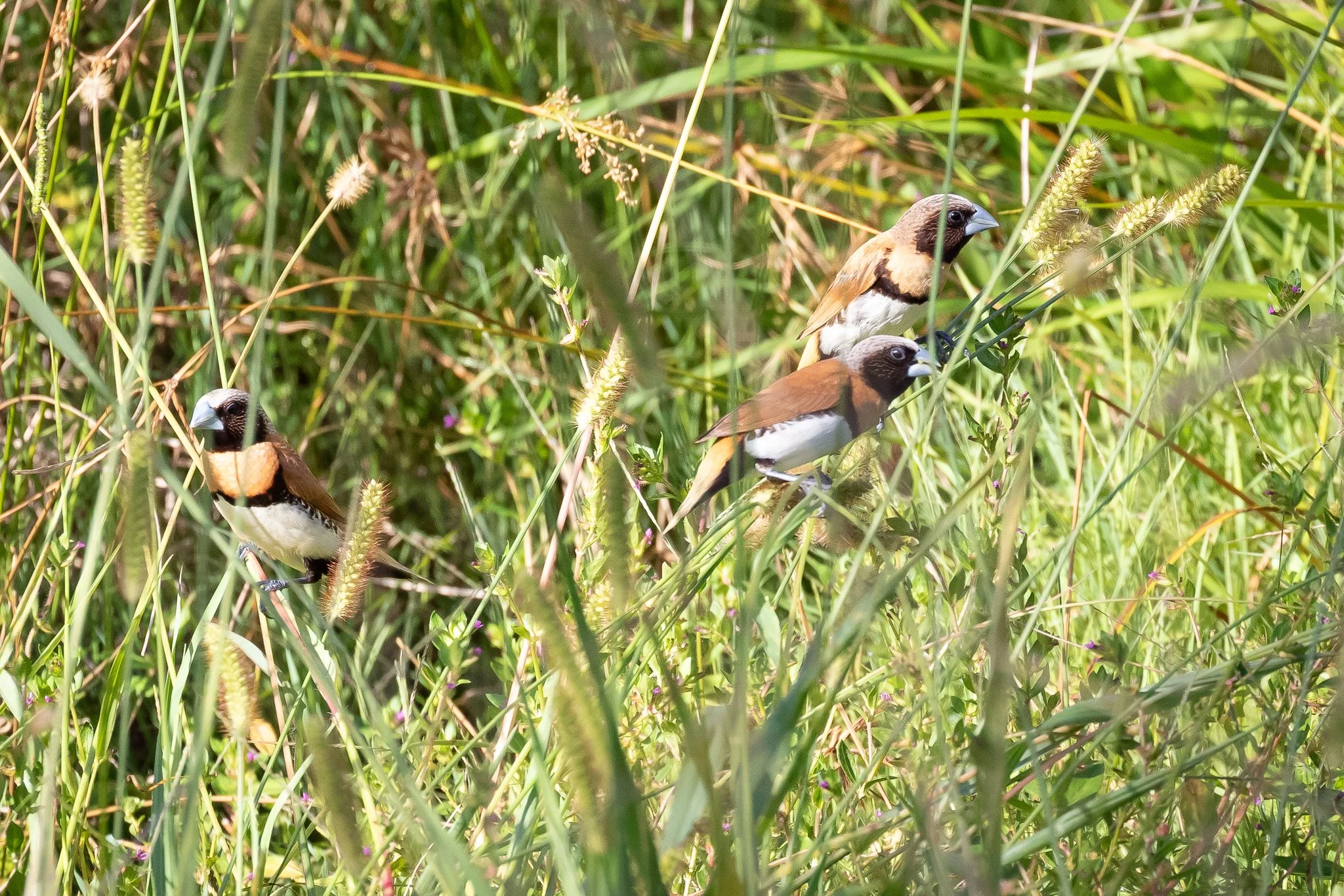 Blog - Australia's Wonderful Birds