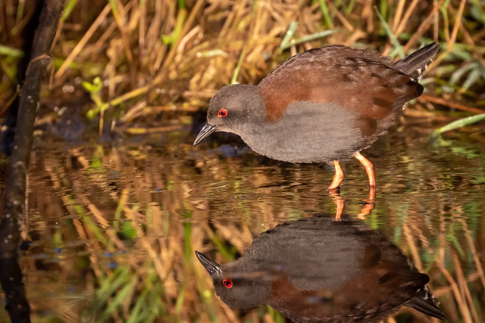 Byron Bay Wetlands - Australia's Wonderful Birds