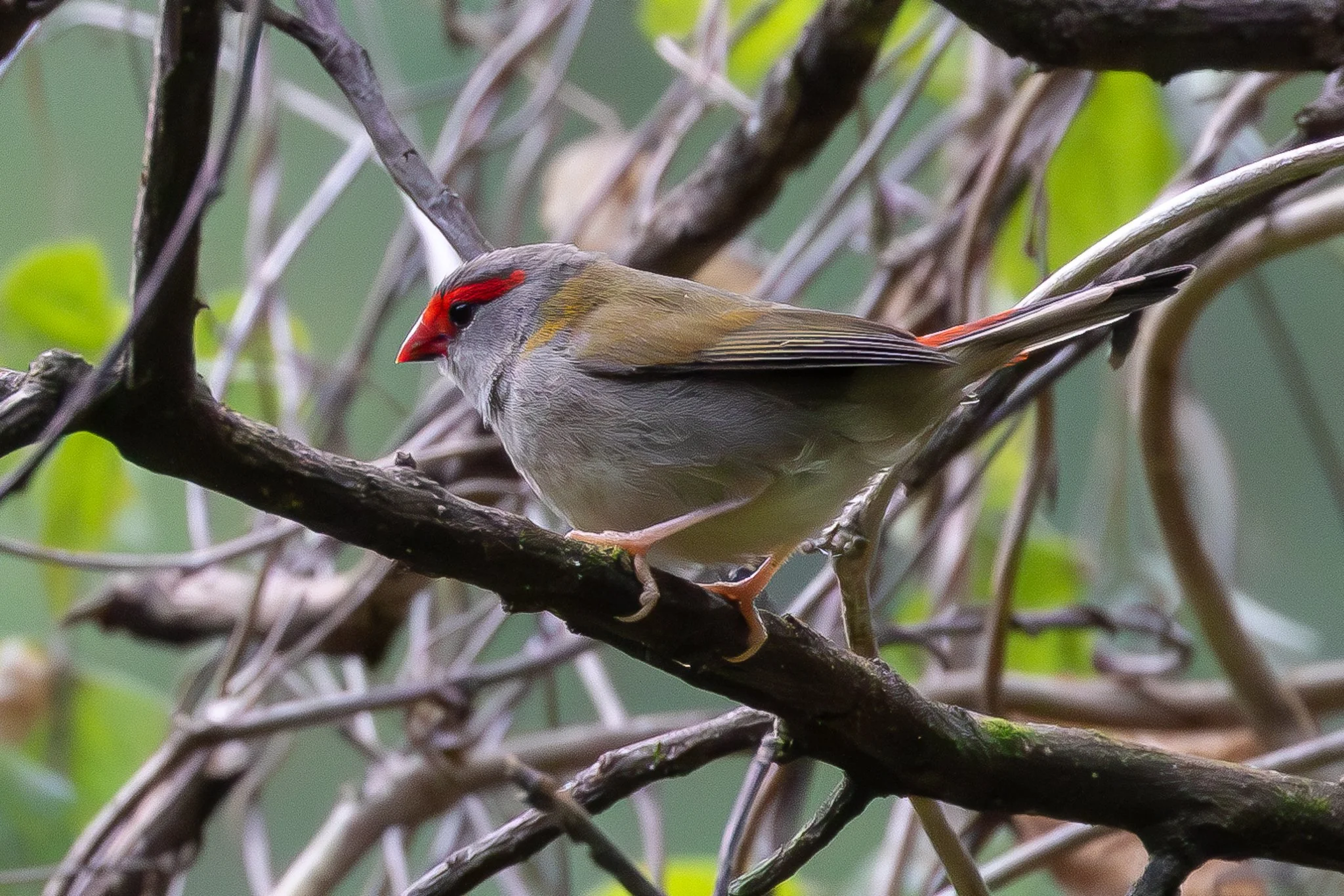 Blog - Australia's Wonderful Birds