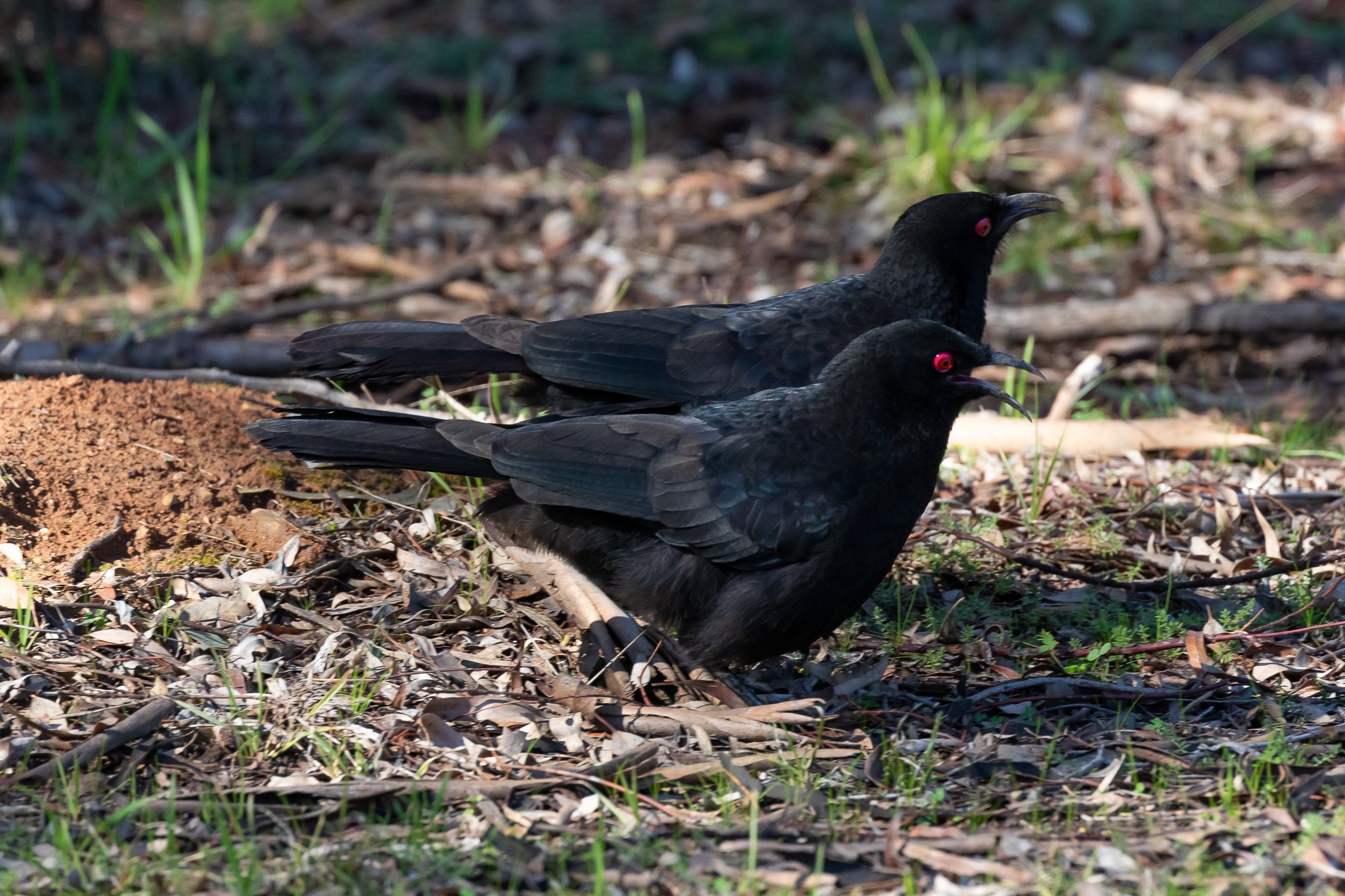 Birds of Australia