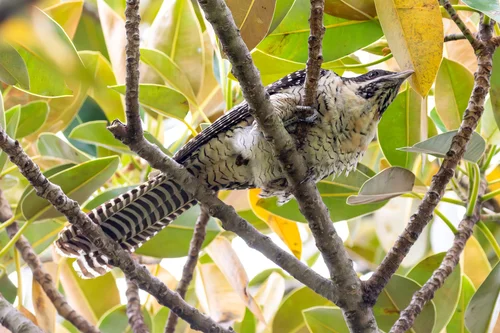 Australian Cuckoos - Australia's Wonderful Birds