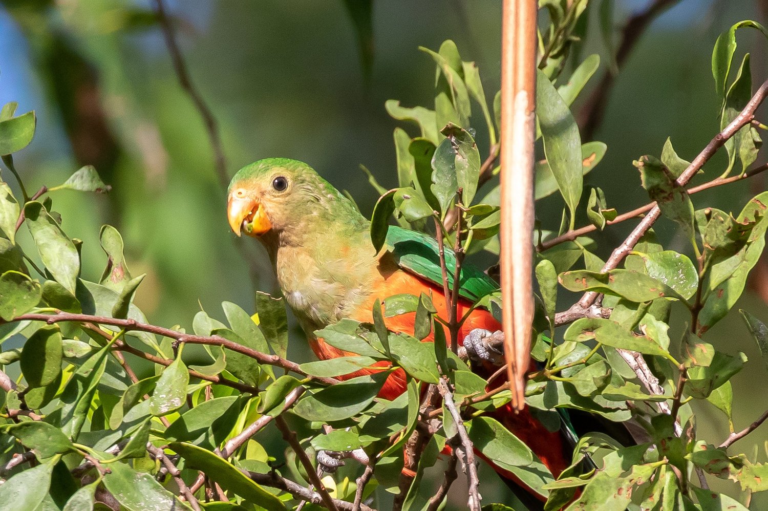 Australian Birds of the Rainforest - Australia's Wonderful Birds