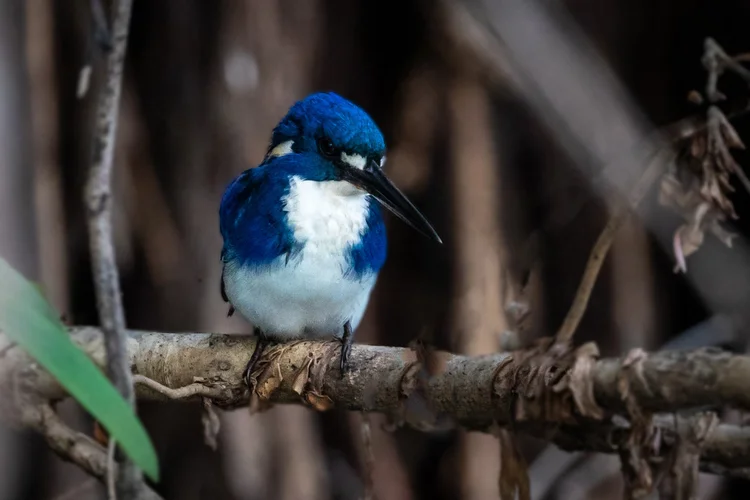 Australian Kingfishers - Australia's Wonderful Birds
