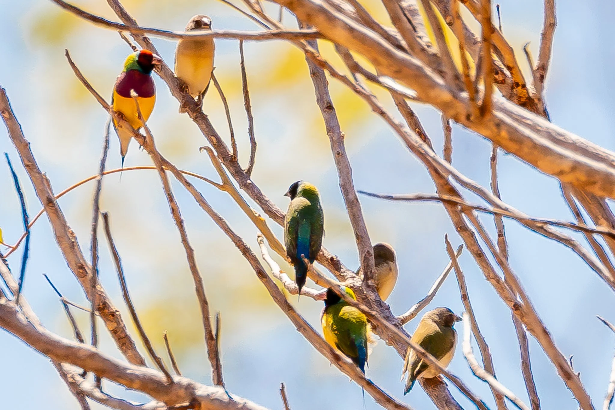 Australian Finches - Australia's Wonderful Birds